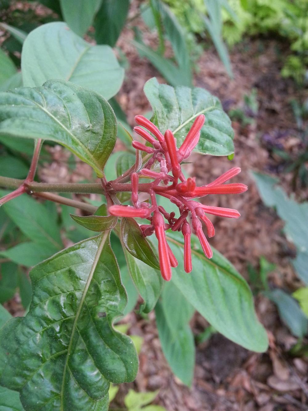 Photo of the bloom of Firebush (Hamelia patens) posted by Foreverlad ...