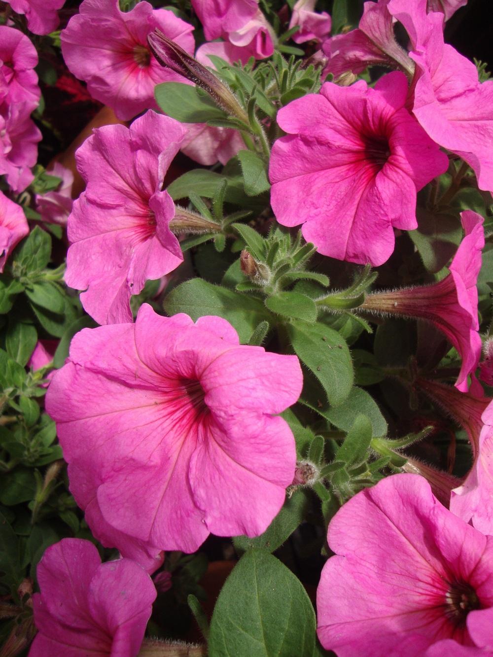 Multiflora Mounding Petunia (Petunia Potunia® Plus Pinkalicious) in the ...