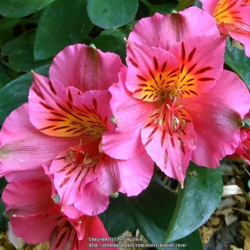 Peruvian Lily (Alstroemeria Princess Lilies® Eliane) in the Peruvian ...