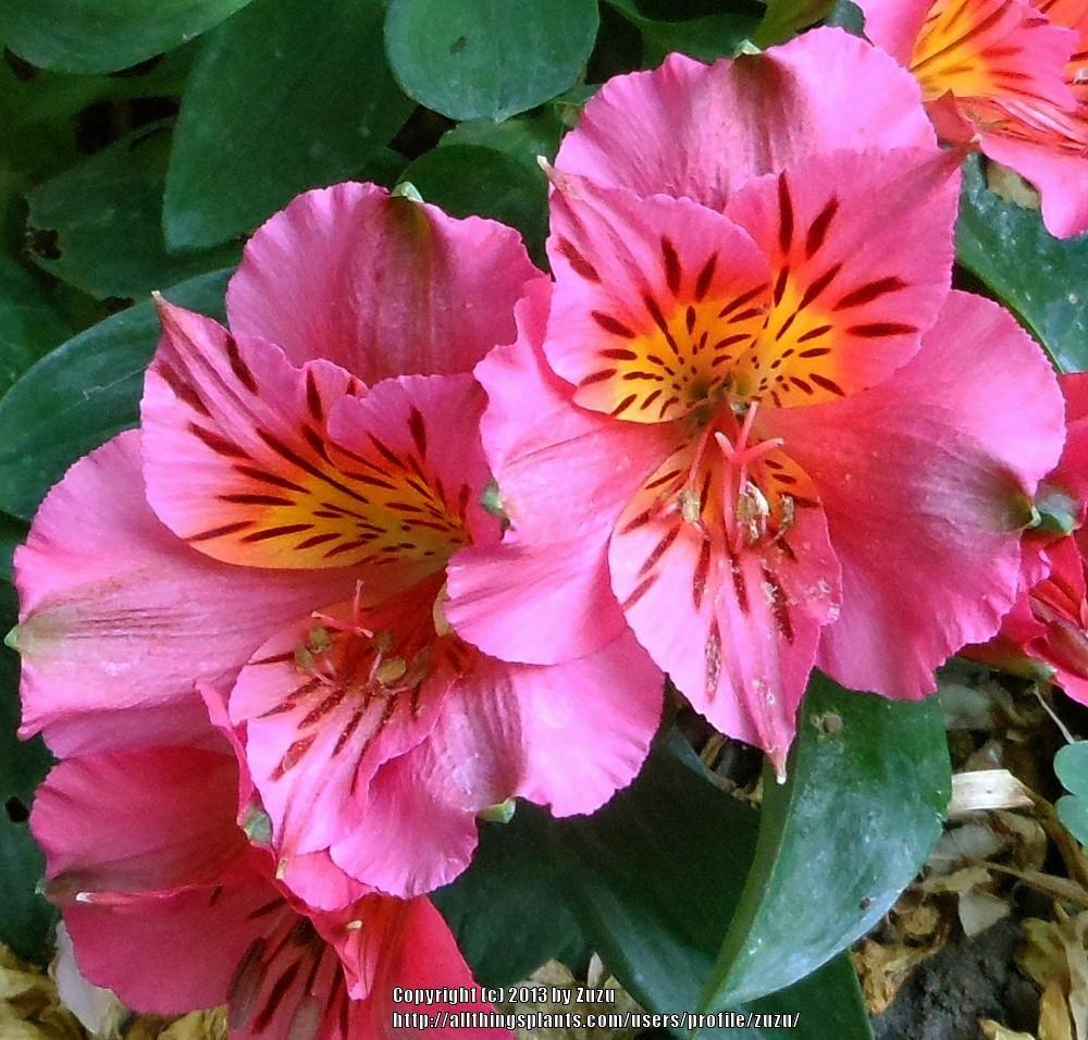 Photo of the stamens, filaments and pistils of Peruvian Lily ...