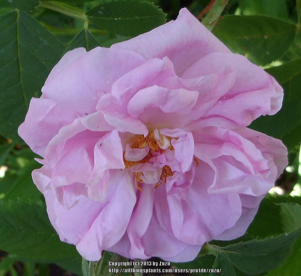 Photo of the bloom of Reblooming Damask Rose (Rosa 'Autumn Damask ...