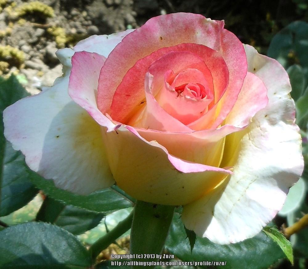 Rose (Rosa 'Dawning Moment') in the Roses Database - Garden.org