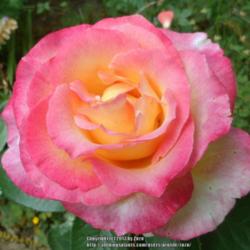 Rose (Rosa 'Dawning Moment') in the Roses Database - Garden.org