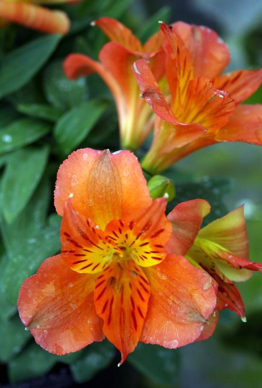 Photo of the bloom of Peruvian Lily (Alstroemeria Princess Lilies ...