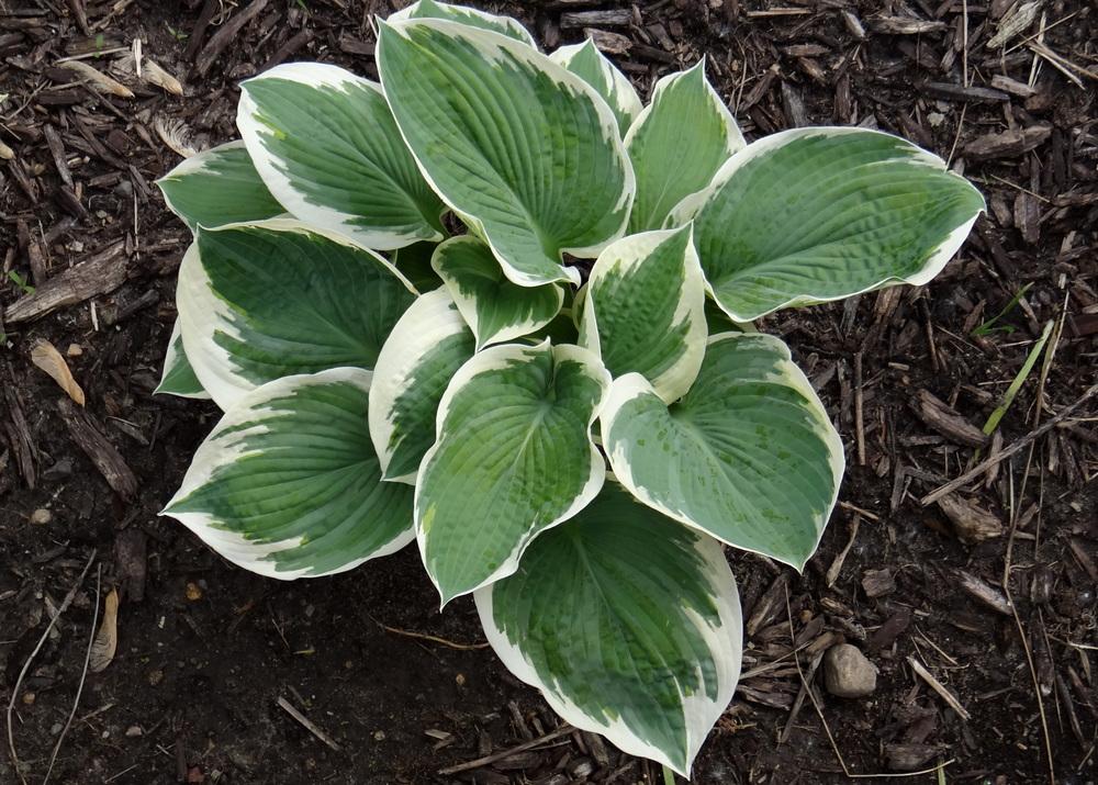 Photo of the entire plant of Hosta 'Barbara Ann' posted by Tepelus ...