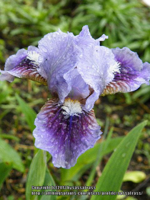 Standard Dwarf Bearded Iris (Iris 'My Kayla') in the Irises Database ...