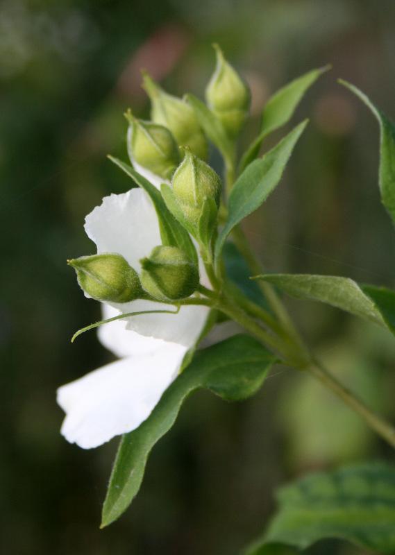 Mock Oranges: Plant Care and Collection of Varieties - Garden.org