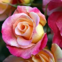 Photo of the bloom of Rose (Rosa 'Jacob's Robe') posted by Mike ...