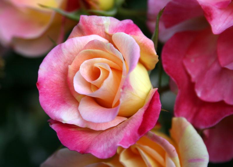Photo of the closeup of buds, sepals and receptacles of Rose (Rosa ...
