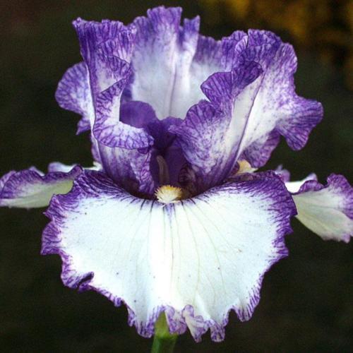 Tall Bearded Iris (Iris 'Double Stitch') in the Irises Database ...