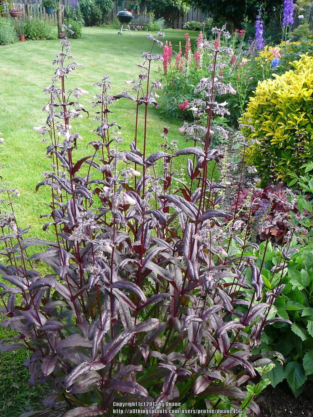 Photo of the entire plant of Penstemon (Penstemon digitalis 'Dark ...