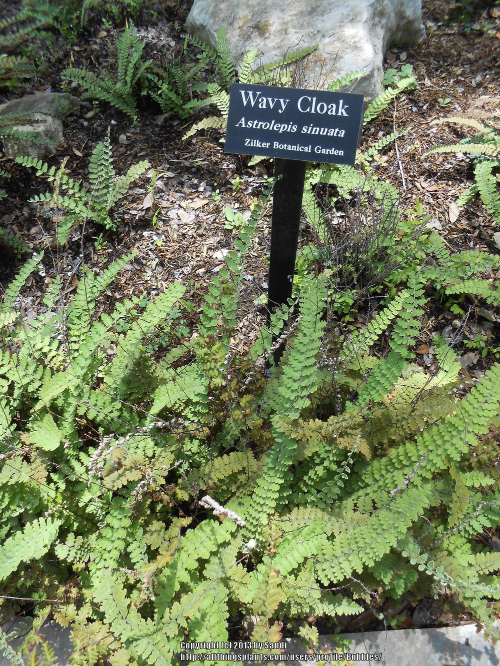 Photo of the habitat view of Wavy Cloak Fern (Astrolepis sinuata subsp ...