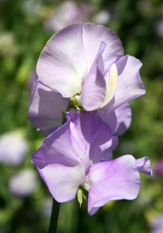 Sweet Pea (Lathyrus odoratus 'Jacqueline Ann') - Garden.org