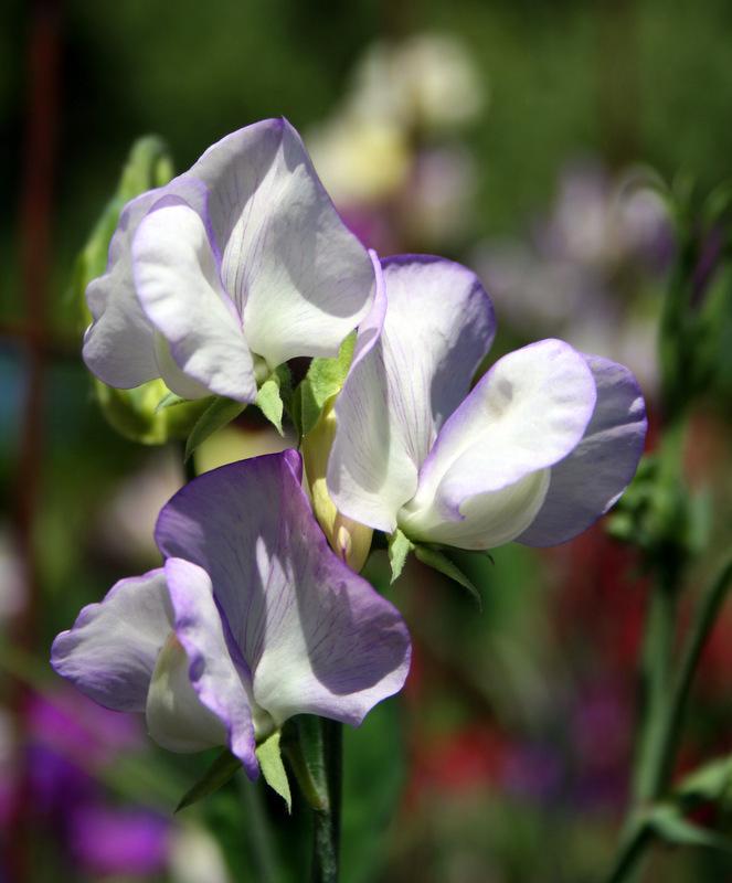Sweet Pea (Lathyrus odoratus 'April in Paris') - Garden.org