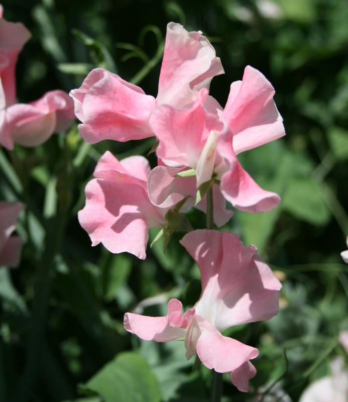 Sweet Pea (Lathyrus odoratus 'John Gray') - Garden.org