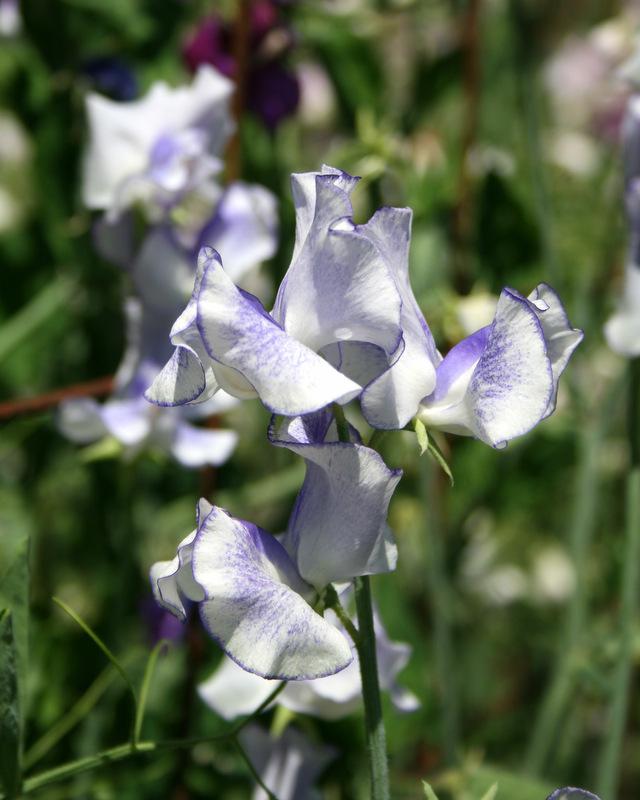 Sweet Pea (Lathyrus odoratus 'Blue Ripple') - Garden.org