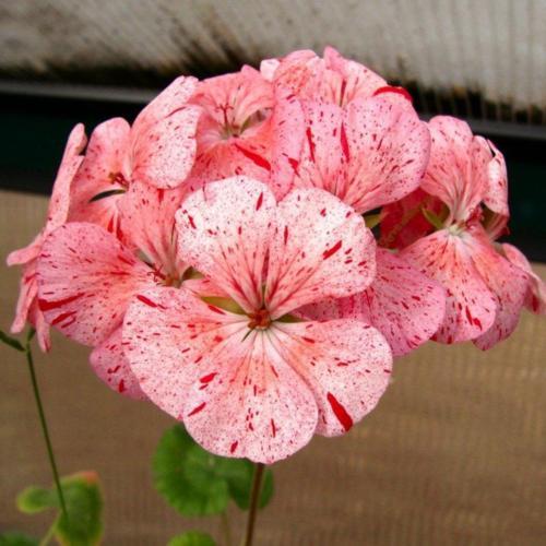 Geranium (Pelargonium hortorum 'Raspberry Ripple') in the Pelargoniums ...