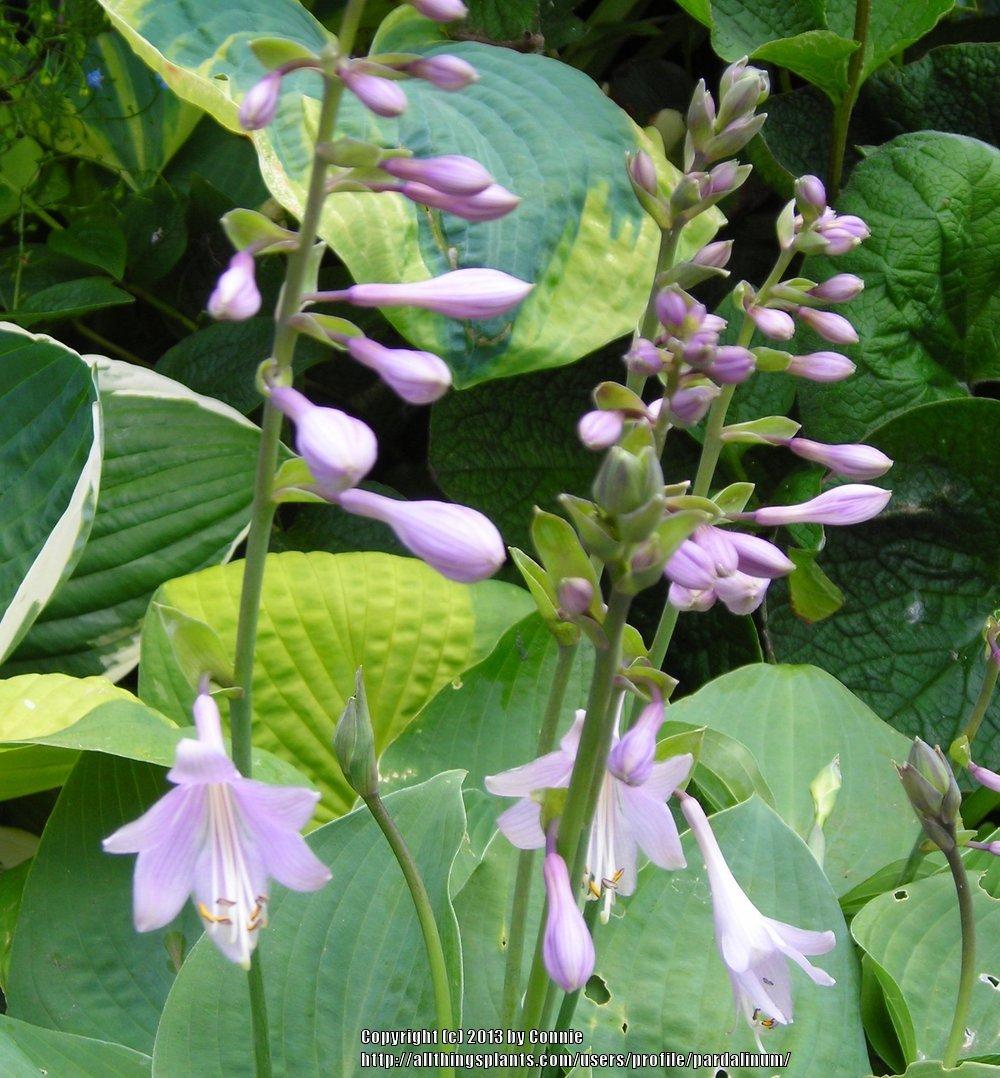 Hosta (Hosta venusta) in the Hostas Database - Garden.org