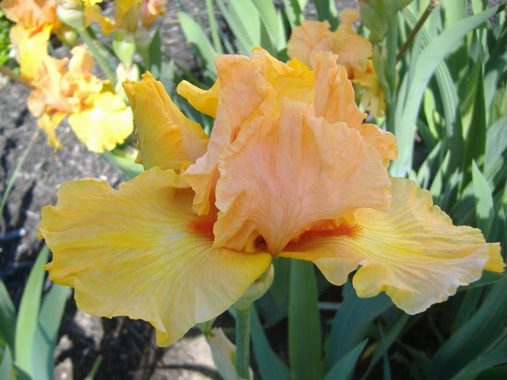Photo of the bloom of Tall Bearded Iris (Iris 'Leading Light') posted ...
