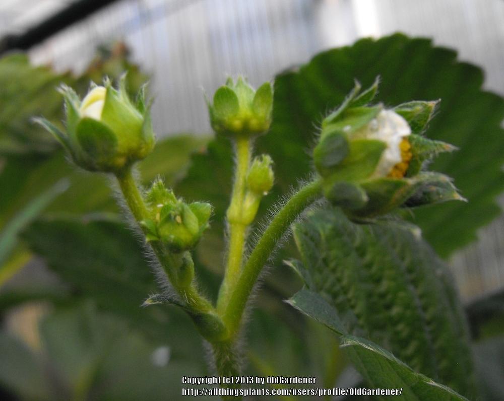 Strawberry (Fragaria x ananassa 'Camarosa') in the Strawberries ...