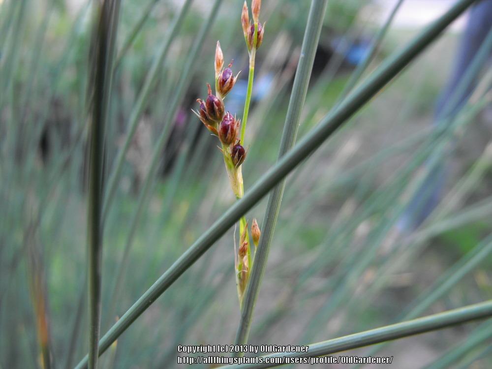 Photo of the closeup of buds, sepals and receptacles of Soft Rush ...