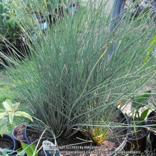Soft Rush (Juncus inflexus Graceful Grasses® Blue Mohawk®) - Garden.org