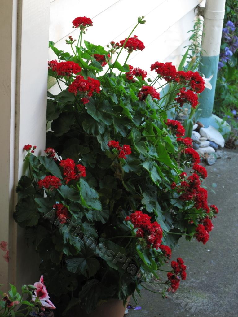 Photo of the entire plant of Fish Geranium (Pelargonium x hortorum 'Red ...