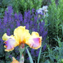Tall Bearded Iris (Iris 'Enchanted One') in the Irises Database ...