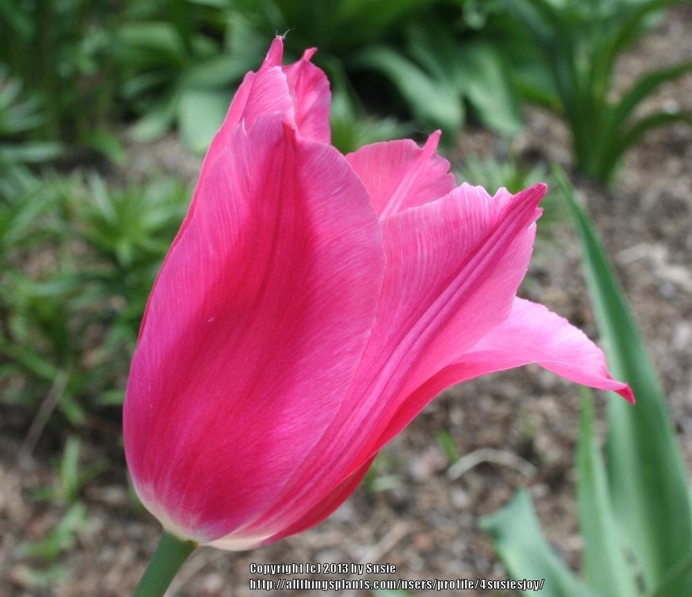 Photo of the bloom of Lily Flowering Tulip (Tulipa 'Mariette') posted by 4susiesjoy - Garden.org