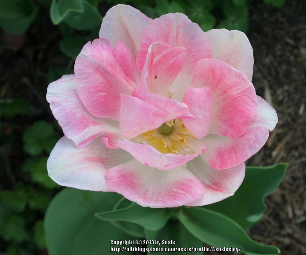 Photo of the bloom of Double Late Tulip (Tulipa 'Angelique') posted by ...
