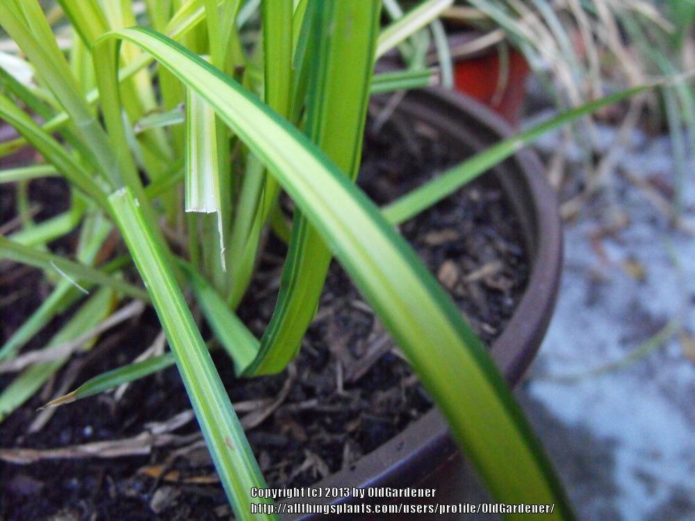 Sedges: Plant Care and Collection of Varieties - Garden.org