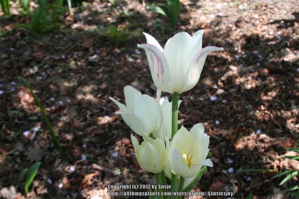 Single Late Tulip (Tulipa 'Candy Club') in the Tulips Database - Garden.org