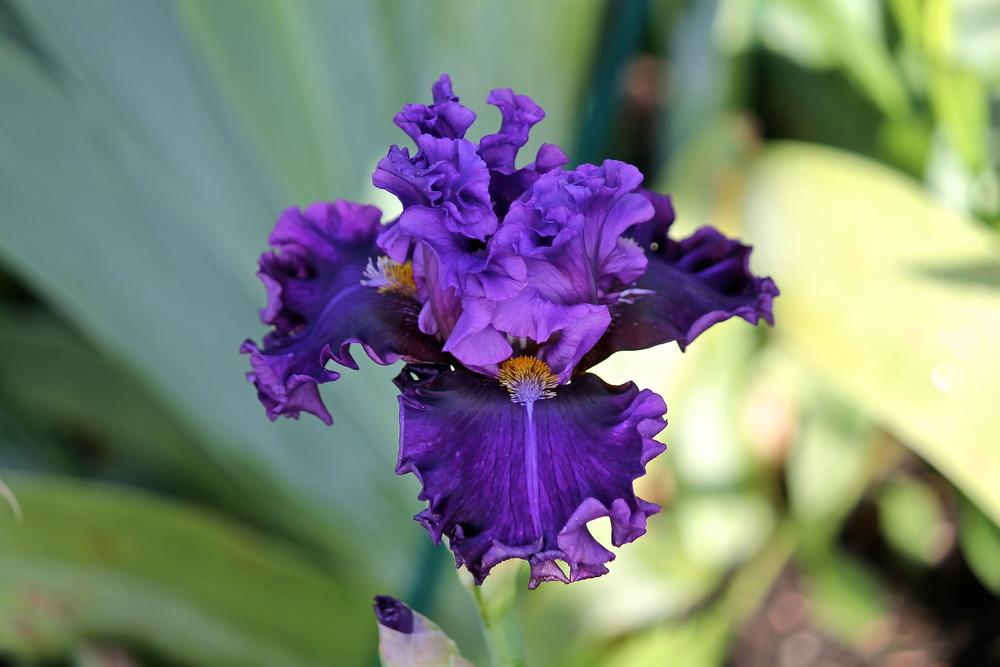 Photo of the bloom of Tall Bearded Iris (Iris 'Pagan Knight') posted by ...