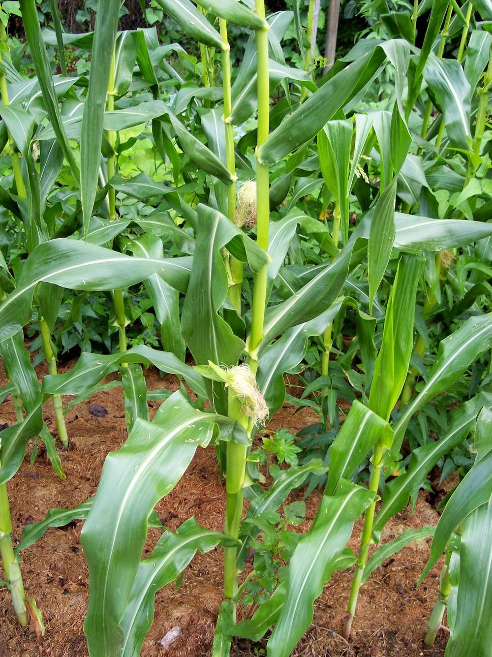 Sweet Corn (Synergistic) (Zea mays subsp. mays 'Cameo') in the Corn ...