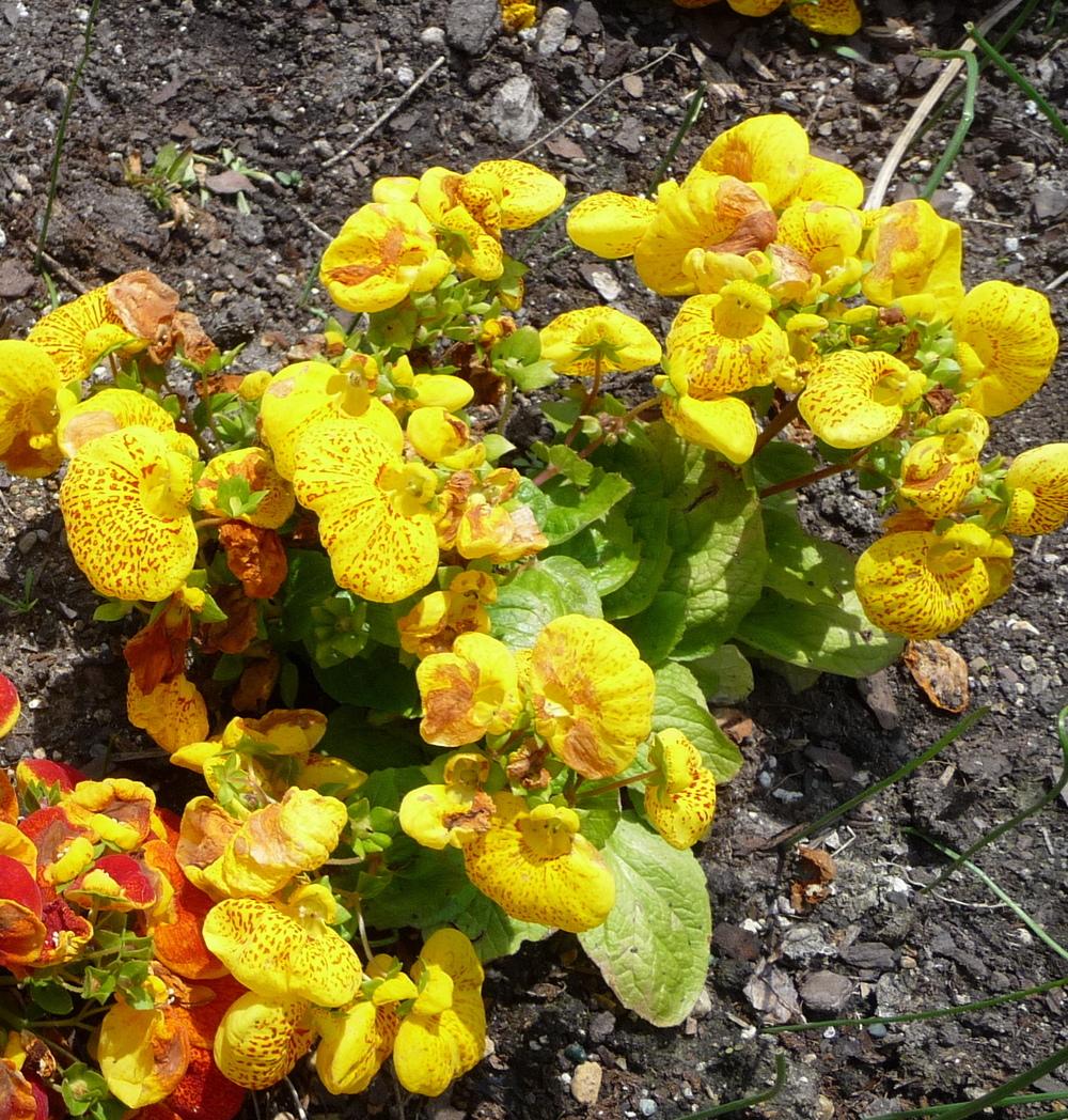 Pocketbook Plant (Calceolaria 'Cinderella Yellow with Dots') - Garden.org