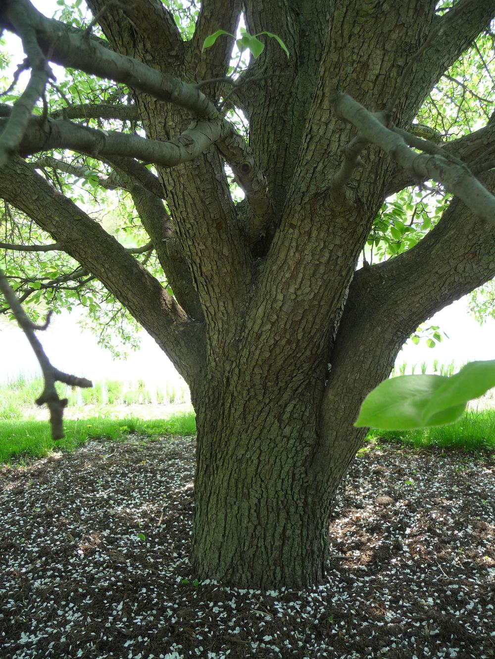 Photo of the stem, scape, stalk or bark of Common Pear (Pyrus communis ...