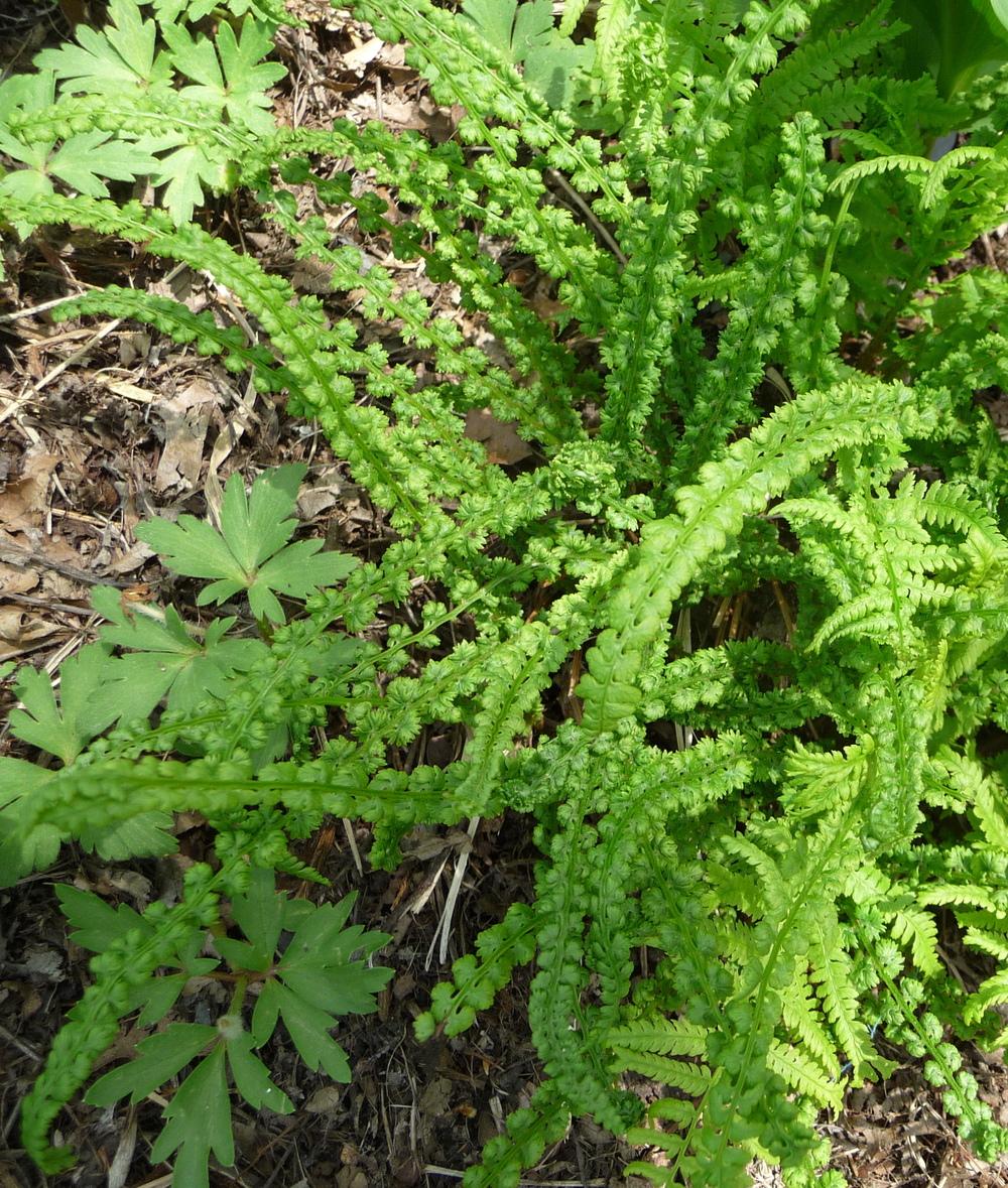 Photo of the entire plant of Tatting Fern (Athyrium filix-femina ...