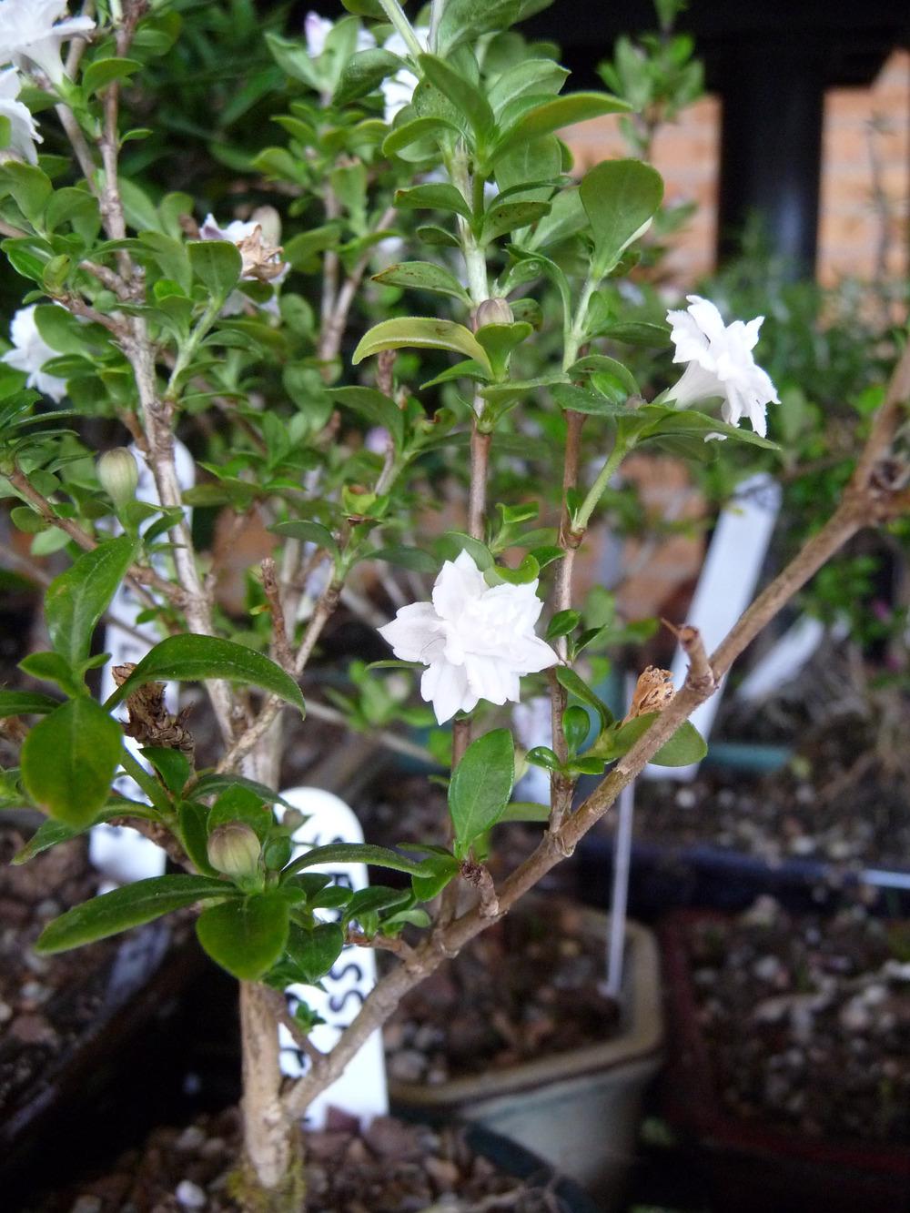 Snow Rose (Serissa japonica 'Flore Pleno') - Garden.org