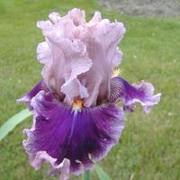Photo of the bloom of Tall Bearded Iris (Iris 'Oxford Countess') posted ...