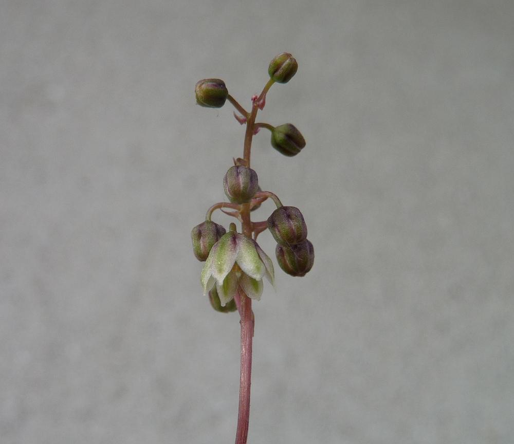 Drimia platyphylla - Garden.org