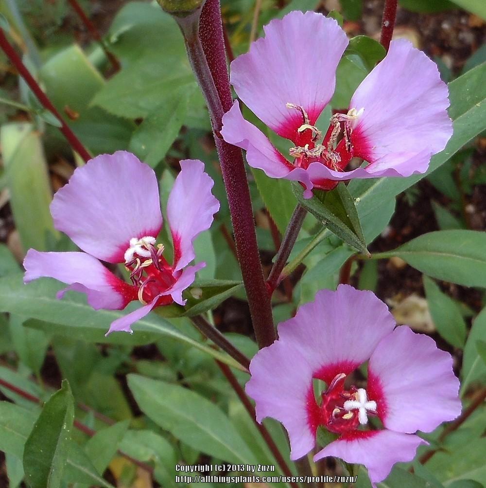 Godetia (Clarkia rubicunda) - Garden.org