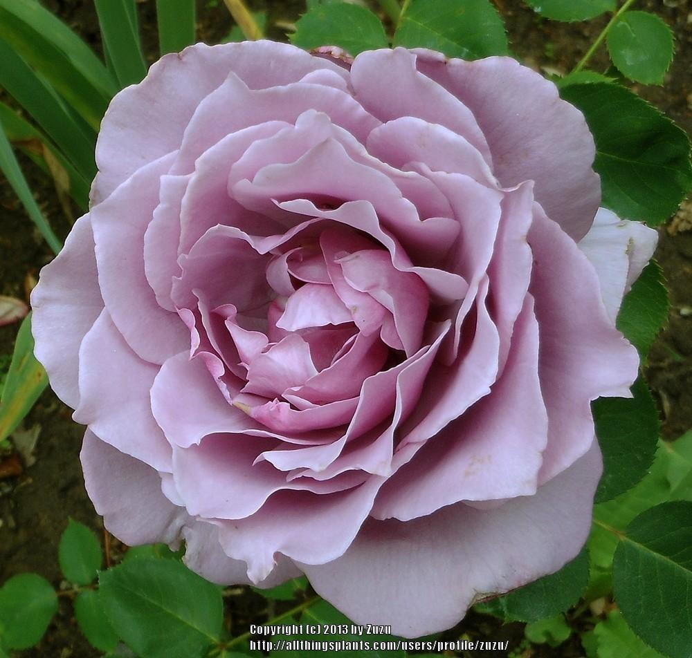 Photo of the bloom of Rose (Rosa 'Silver Star 1966') posted by zuzu ...