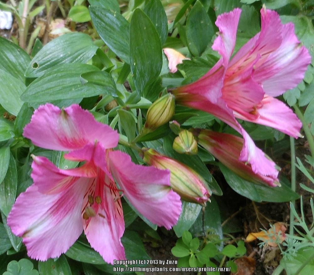 Photo of the closeup of buds, sepals and receptacles of Peruvian Lily ...