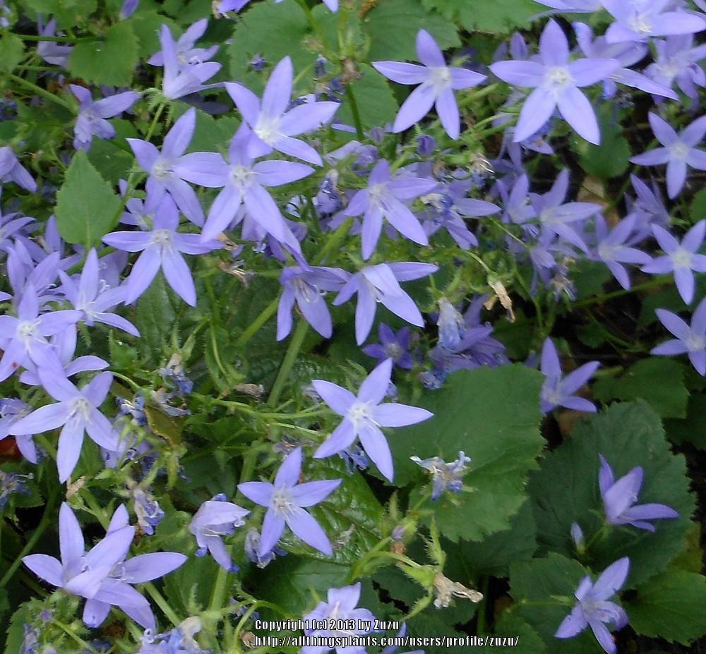 Bellflowers: Plant Care and Collection of Varieties - Garden.org