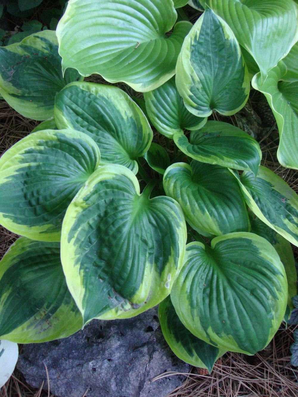 Photo of the entire plant of Hosta 'Twilight' posted by Paul2032 ...