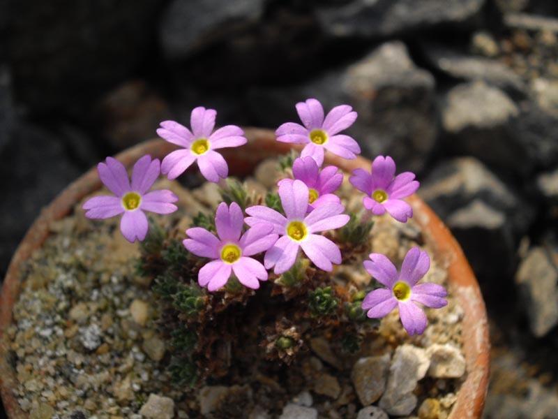 Photo of the bloom of Dionysia (Dionysia khatamii) posted by ...