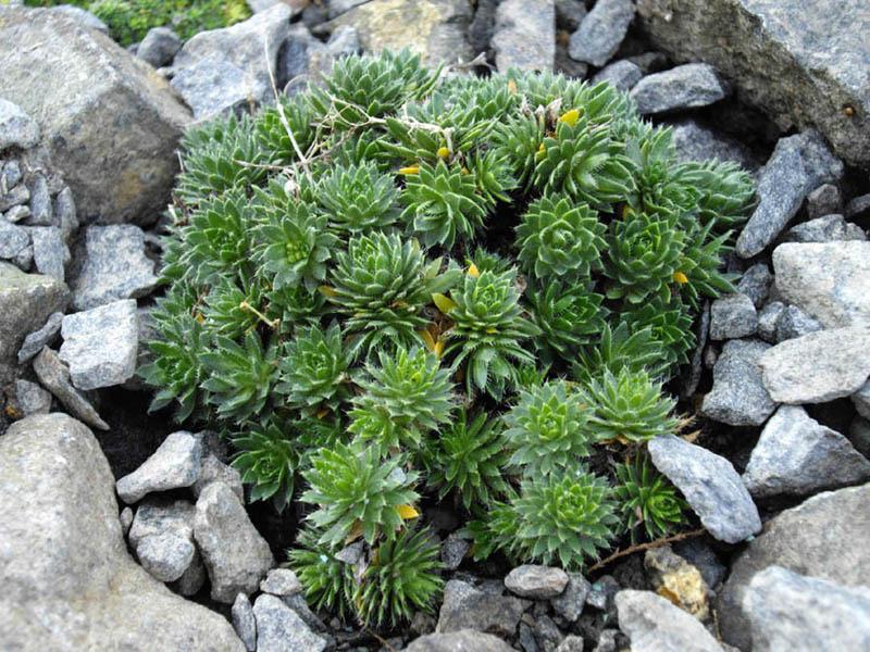 Photo of the leaves of Yellow Whitlow Grass (Draba aizoides) posted by ...
