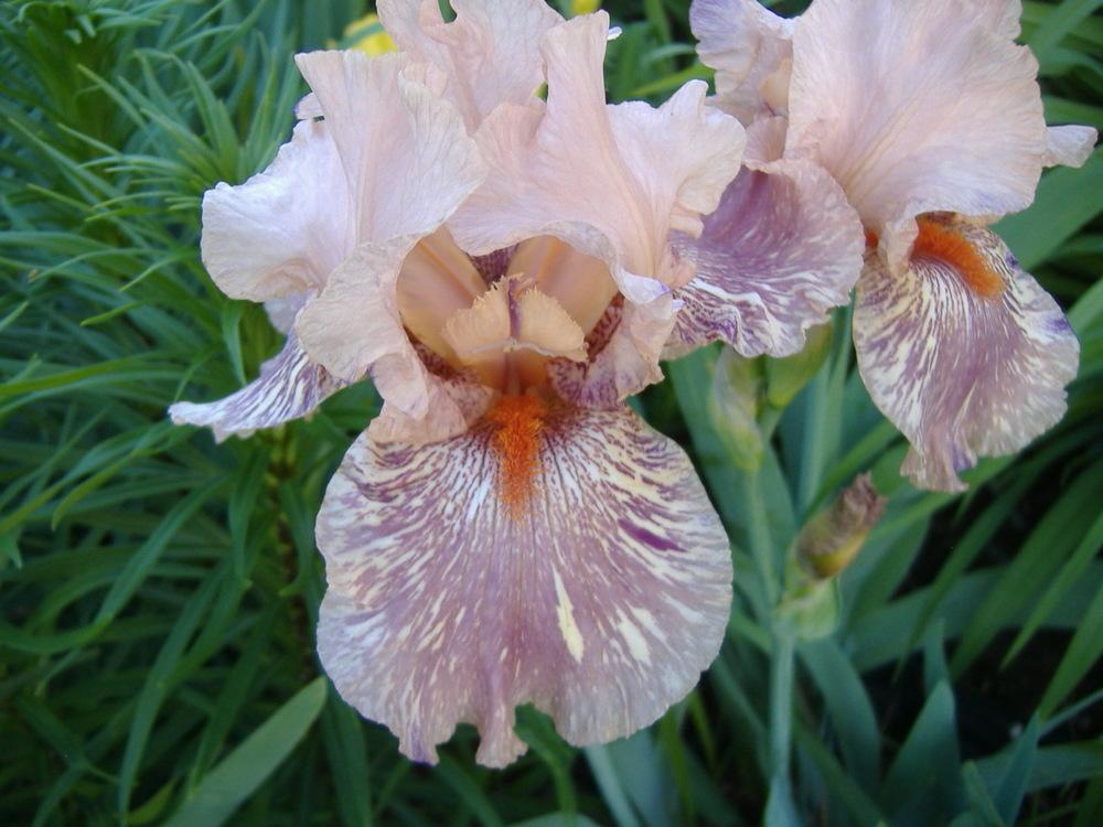 Tall Bearded Iris (Iris 'King Tush') in the Irises Database - Garden.org