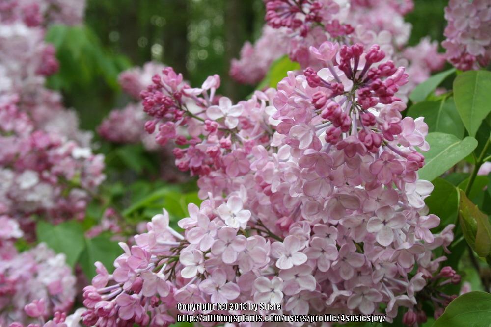 Early Hybrid Lilac (Syringa x hyacinthiflora 'Esther Staley') in the ...