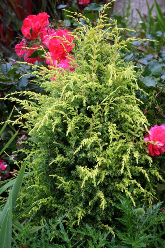 Photo of the entire plant of Juniper (Juniperus communis 'Gold Cone ...